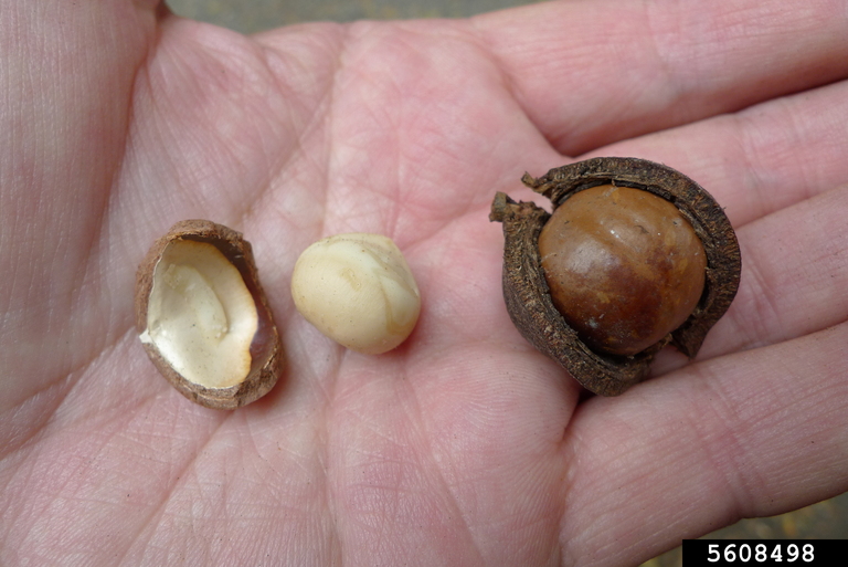 macadamia nut (Macadamia integrifolia Maiden & Betche)