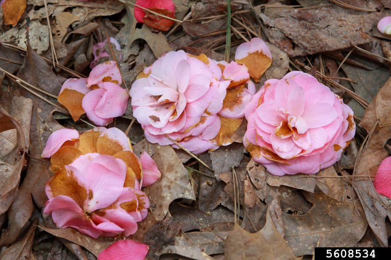 camellia flower blight (Ciborinia camelliae L.M. Kohn)