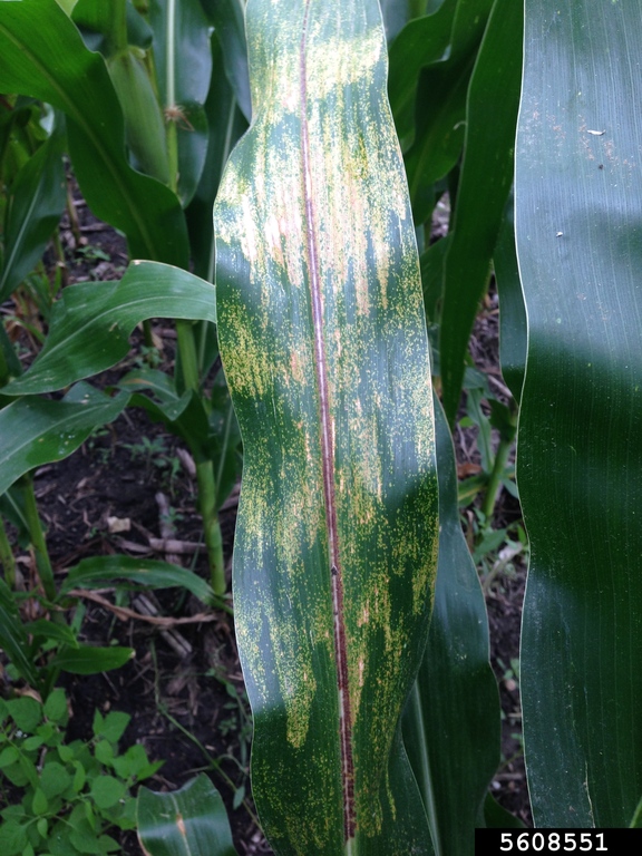 brown spot of corn (Physoderma maydis (Miyabe) Miyabe)
