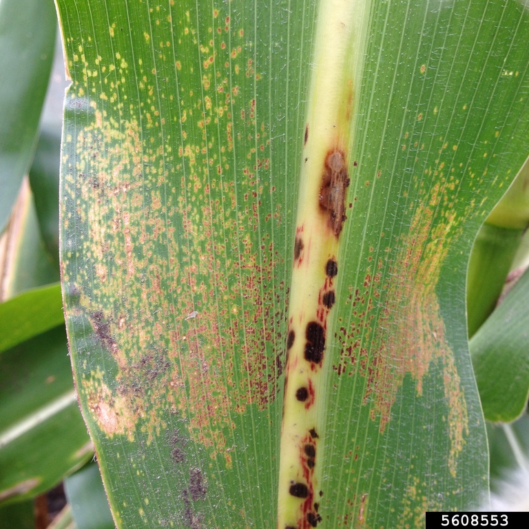 Physoderma brown spot