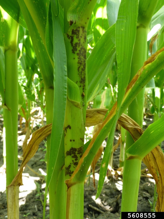 Physoderma stalk rot