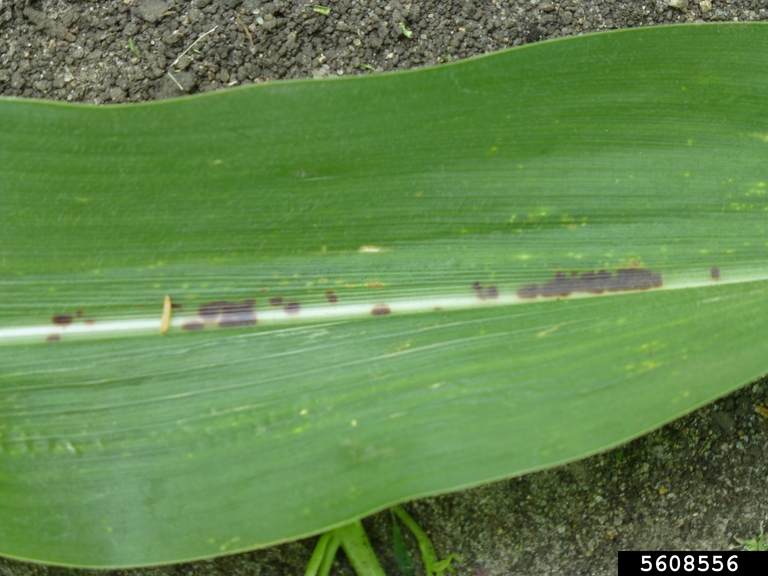 Physoderma brown spot