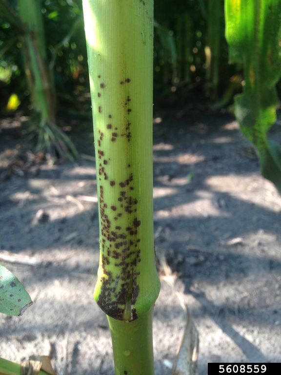 Physoderma stalk rot