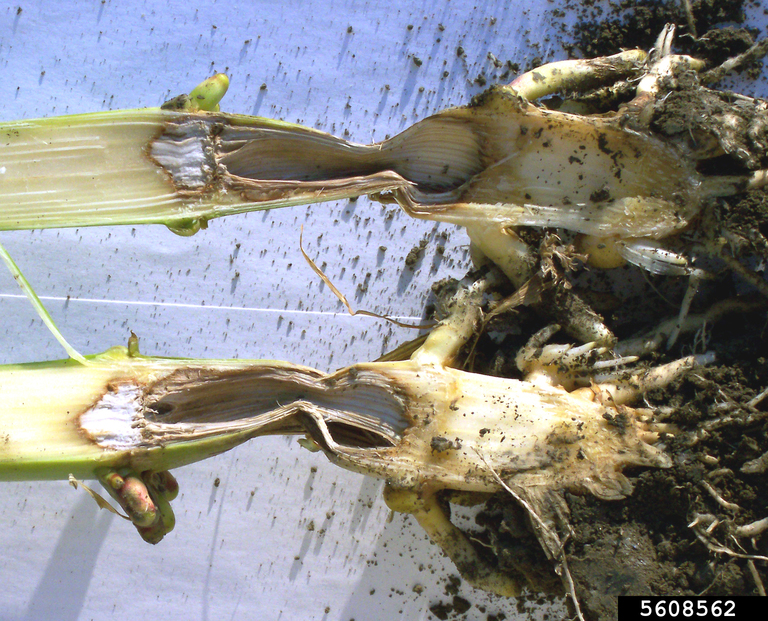 Pythium root and stem rot (Pythium aphanidermatum (Edson) Fitzp.)