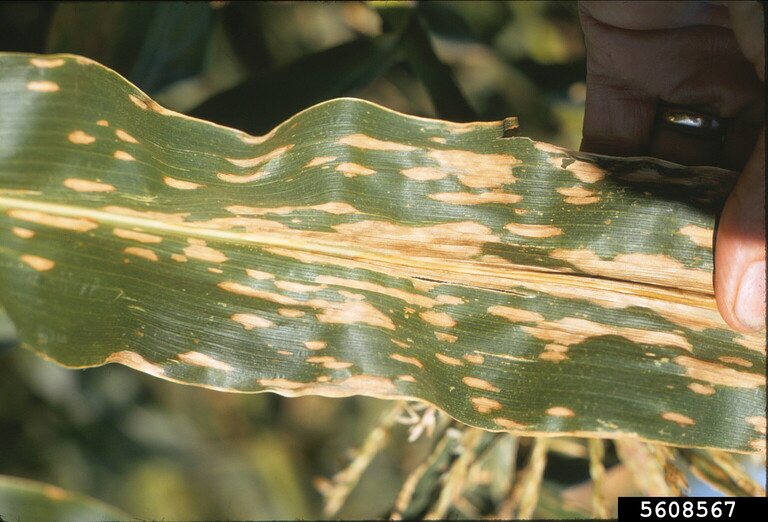 Southern corn leaf blight and stalk rot (Bipolaris maydis)