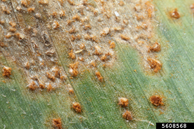 southern corn rust (Puccinia polysora Underw.)