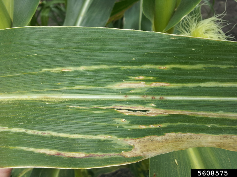 Stewart's wilt (Pantoea stewartii ssp. stewartii (Smith 1898) Mergaert ...