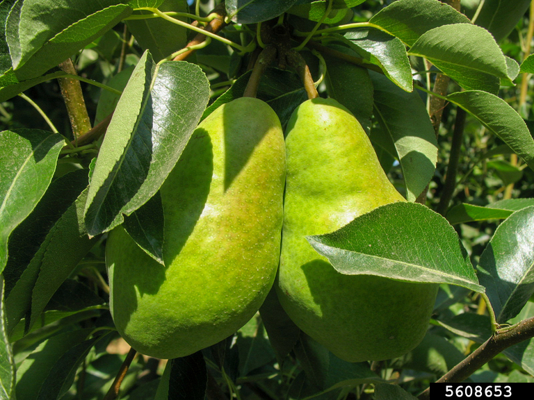 pear (Genus Pyrus L.)
