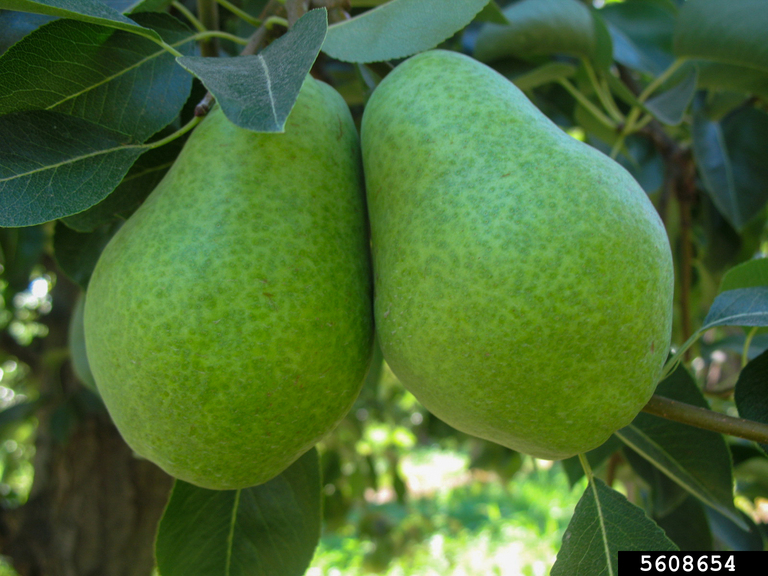 pear (Genus Pyrus L.)