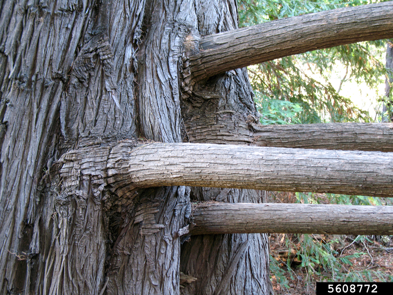 redwood (Sequoia sempervirens (Lamb. ex D. Don) Endl.)