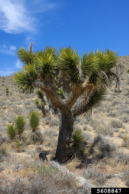 Joshua tree (Yucca brevifolia Engelm.)