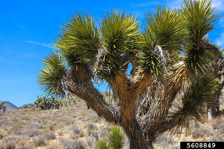 Joshua tree (Yucca brevifolia Engelm.)
