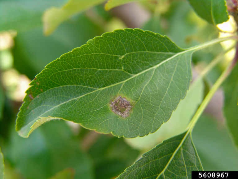 apple scab (Venturia inaequalis (Cooke) G. Wint.)