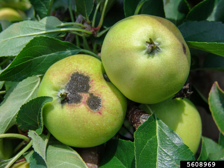 apple scab (Venturia inaequalis (Cooke) G. Wint.)