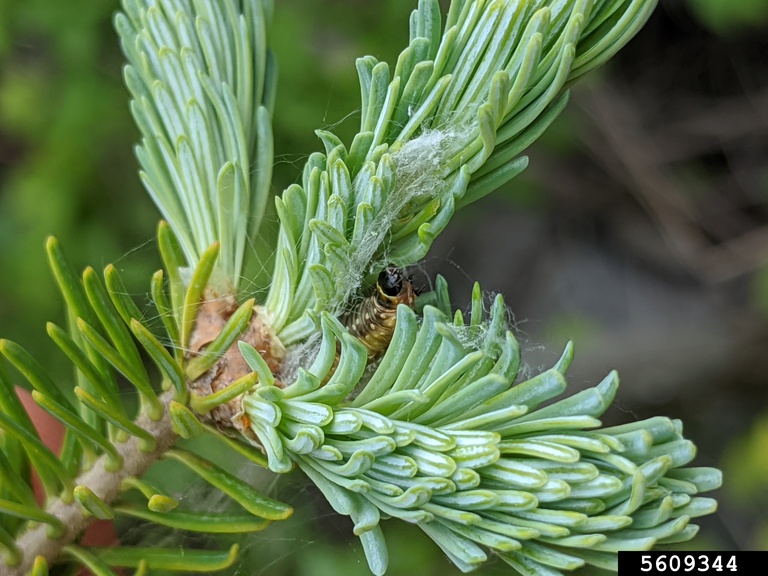 spruce budworm (Choristoneura fumiferana)