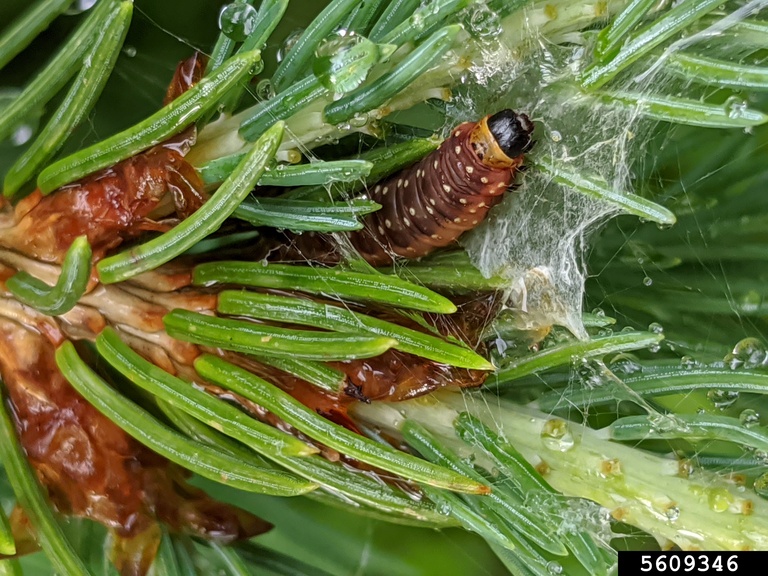 spruce budworm (Choristoneura fumiferana (Clemens))