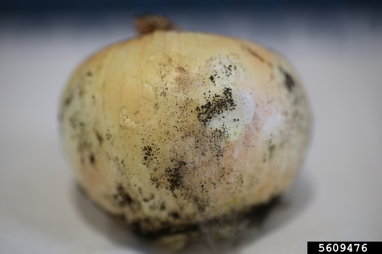Rhizopus soft rots (Genus Rhizopus Ehrenb.)