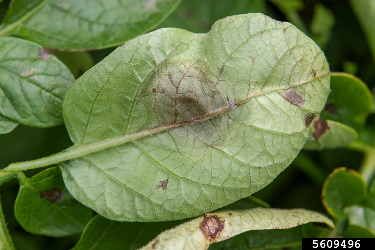 Phytophthora Infestans Potato Blight