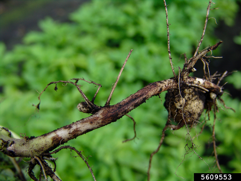 Rhizoctonia damping-off, blight and rot (Rhizoctonia solani J.G. Kühn)