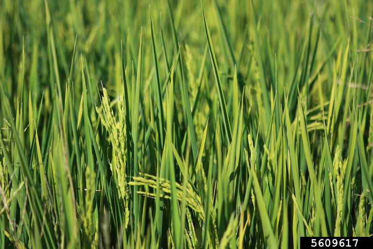 rice (Oryza sativa L.)