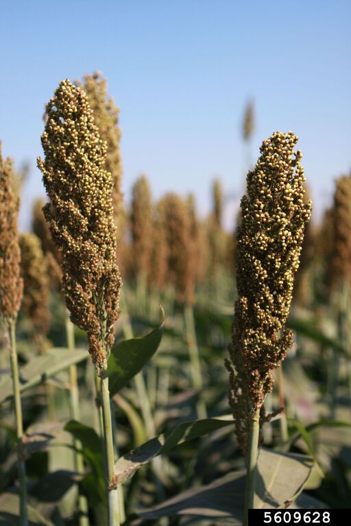 grain sorghum (Sorghum bicolor ssp. bicolor)