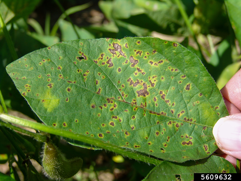 bacterial blight (Pseudomonas savastanoi pv. glycinea)