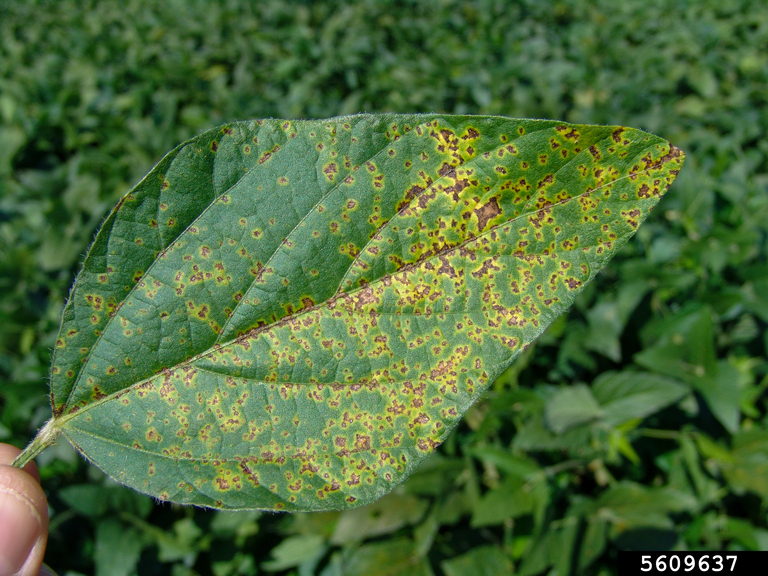 bacterial blight (Pseudomonas savastanoi pv. glycinea)