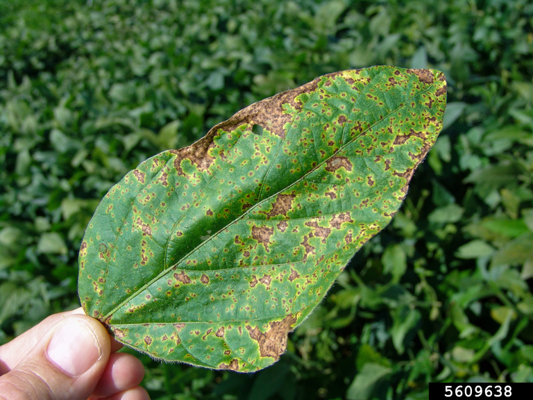 bacterial blight (Pseudomonas savastanoi pv. glycinea) on soybean ...