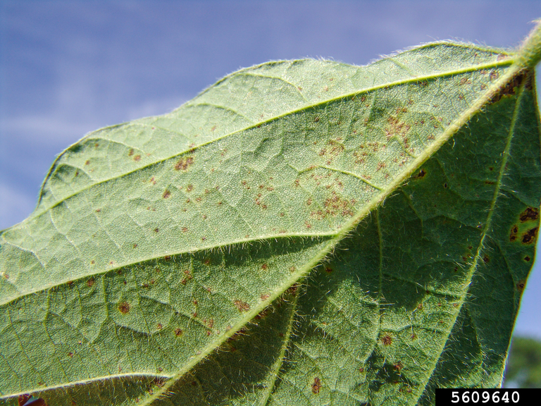 bacterial blight (Pseudomonas savastanoi pv. glycinea)