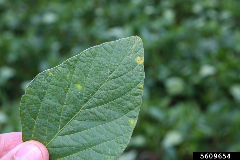 downy mildew (Peronospora manshurica (Naumov) Syd. In Gaum.)