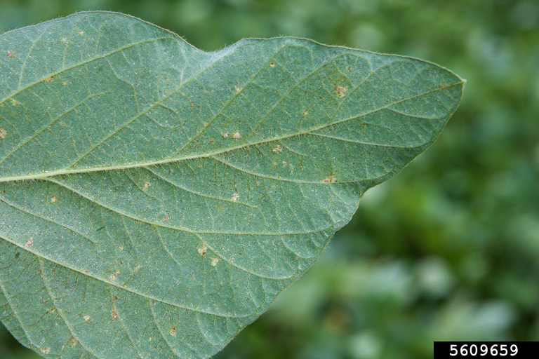 downy mildew (Peronospora manshurica (Naumov) Syd. In Gaum.)