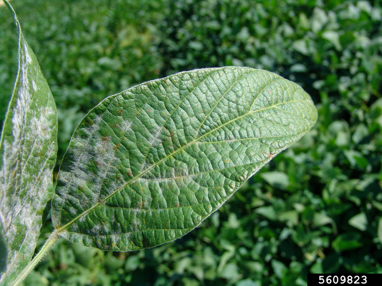 powdery mildew (Erysiphe diffusa (Cooke & Peck) U. Braun & S. Takam.)