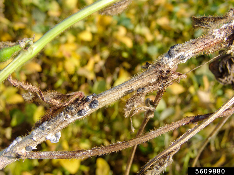 Sclerotinia timber rot (Sclerotinia sclerotiorum (Lib.) de Bary)