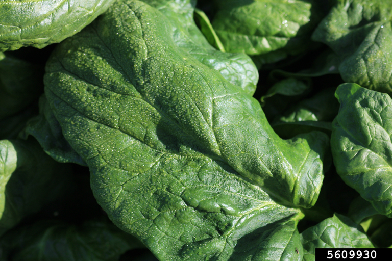 spinach (Spinacia oleracea)