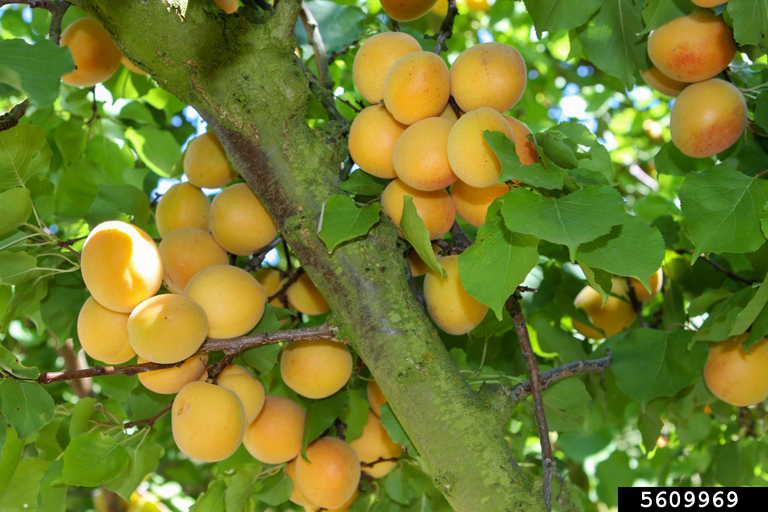 apricot (Prunus armeniaca L.)