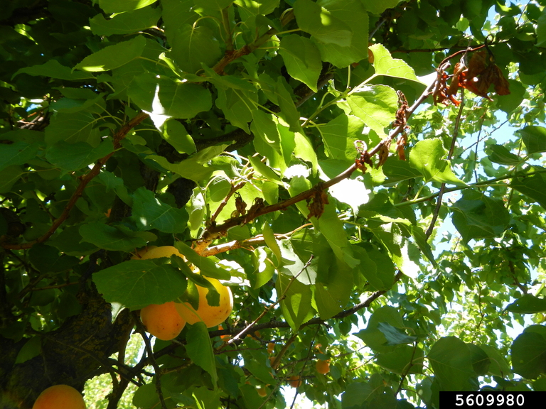 brown rot (Monilinia fructicola (G. Wint.) Honey)