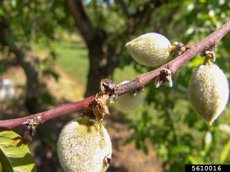 brown rot (Monilinia fructicola)