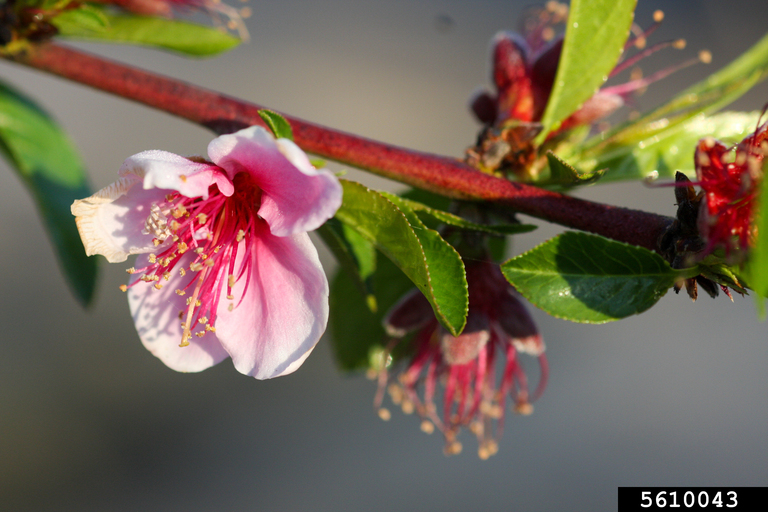 peach (Prunus persica (L.) Batsch)