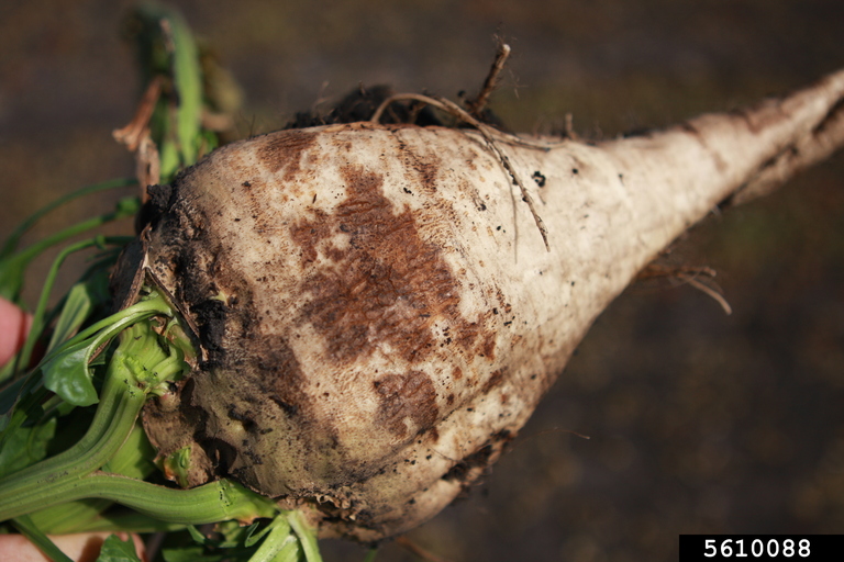 Aphanomyces root rot (Genus Aphanomyces De Bary 1860)
