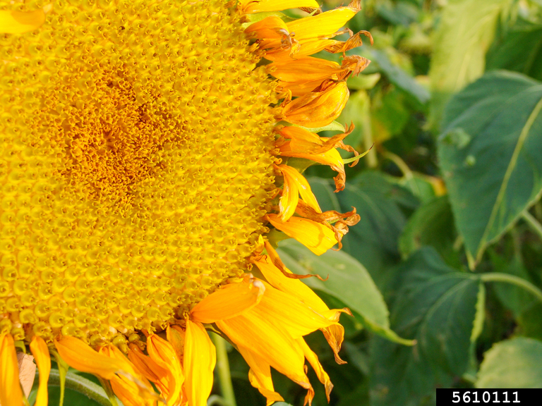 common sunflower (Helianthus annuus L.)