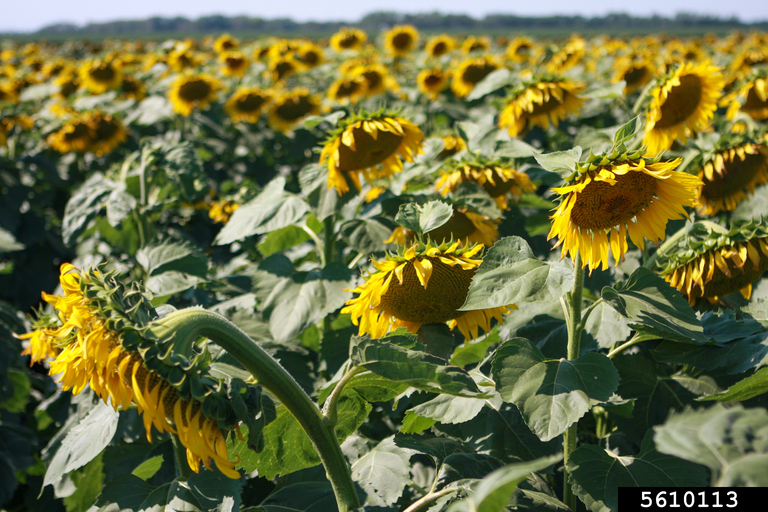 common sunflower (Helianthus annuus L.)