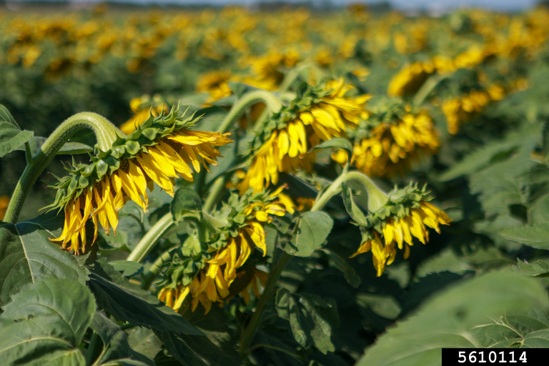 common sunflower (Helianthus annuus L.)