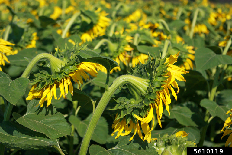 common sunflower (Helianthus annuus L.)