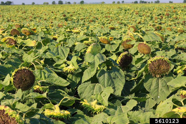 common sunflower (Helianthus annuus)