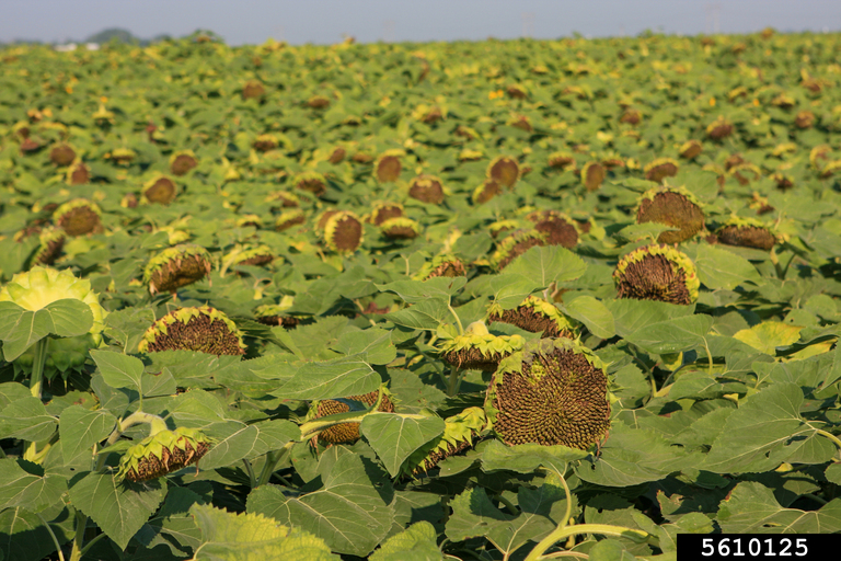 common sunflower (Helianthus annuus)