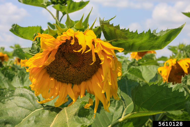 common sunflower (Helianthus annuus L.)