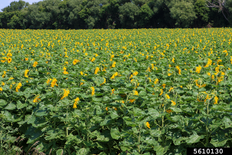 common sunflower (Helianthus annuus L.)