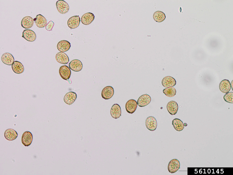 rust (Puccinia helianthi Schwein.)