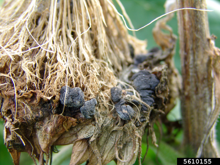 Sclerotinia timber rot (Sclerotinia sclerotiorum ) on common sunflower ...