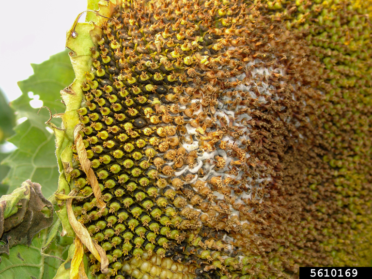 Sclerotinia timber rot (Sclerotinia sclerotiorum)